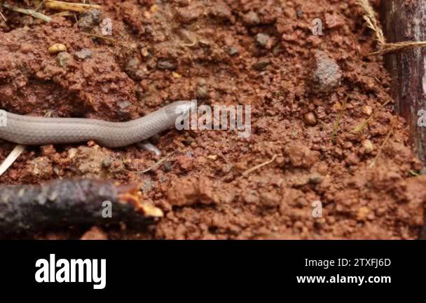 Lined Tolucan Ground Snake exploring the wet soil of the forest Stock ...