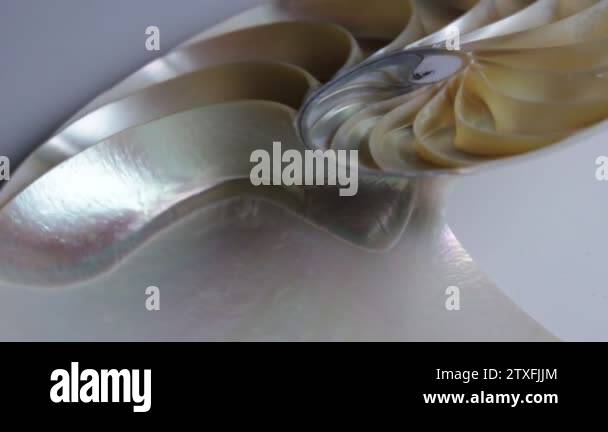 shell nautilus pearl Fibonacci sequence symmetry cross section spiral ...