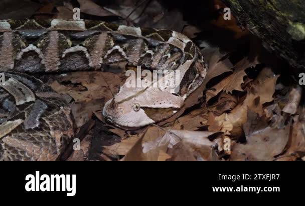 West African Gaboon viper, bitis gabonica rhinoceros, Head of Adult ...