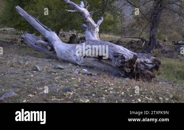 Dead tree stump in rocks Stock Videos & Footage - HD and 4K Video Clips ...