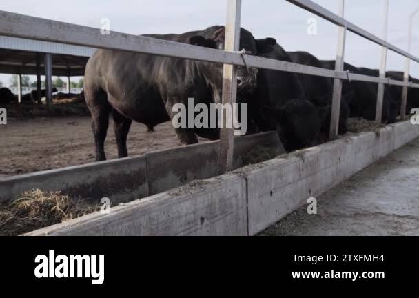 Stall of black cows eating hay from stall at farm courtyard Stock Video ...