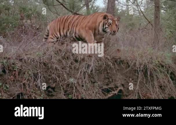 Tiger peering over side of cliff and running away, 1980s Stock Video ...