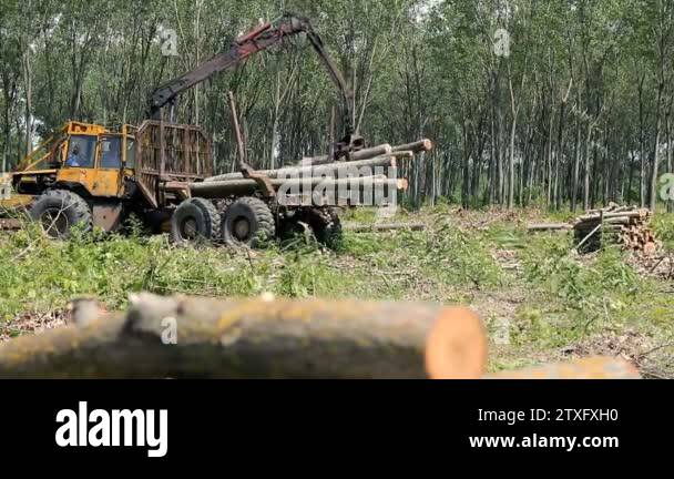 Crane lifting timber Stock Videos & Footage - HD and 4K Video Clips - Alamy