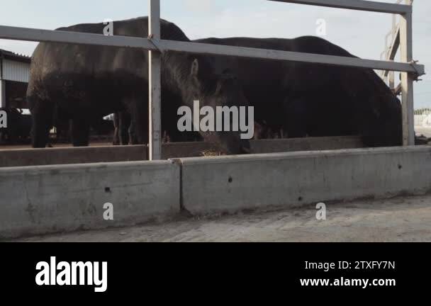 Herd of black cows eating hay from stall at farm courtyard Stock Video ...