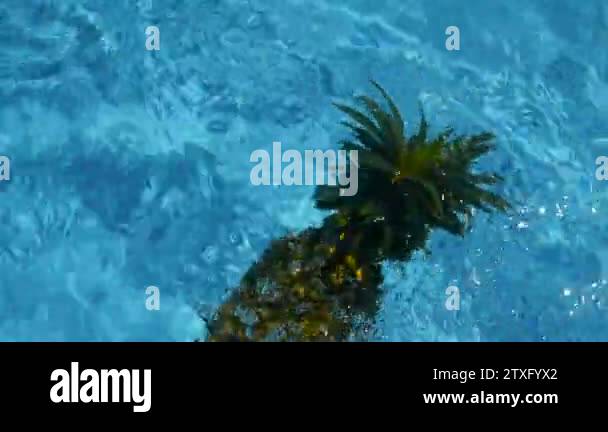 Pineapple Floating In blue Water In Swimming Pool. Healthy Raw Organic ...