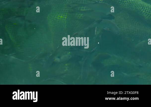 Sea fish floating in water on farm. Breeding and cultivation, fish ...
