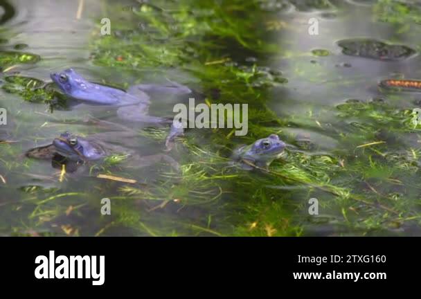 Blue frogs Stock Videos & Footage - HD and 4K Video Clips - Alamy