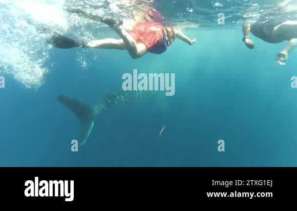 Women and men snorkeling with whale shark in Mexico Holbox. The Whale ...