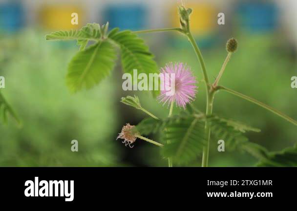 Woman touching leaves of Mimosa Pudica, also known as sensitive plant ...