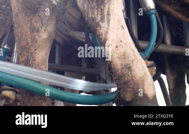 The process of milk milking from a cow on a farm using modern equipment ...