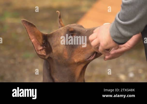 Doberman catches the dog from his nose Stock Video Footage - Alamy