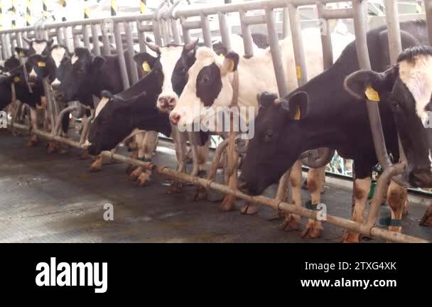 Milking cows on a modern farm, cows stand in stalls before milking, the ...
