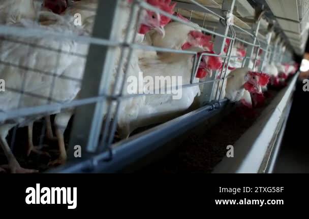 Poultry farm for breeding chickens and eggs, chickens pecking feed ...