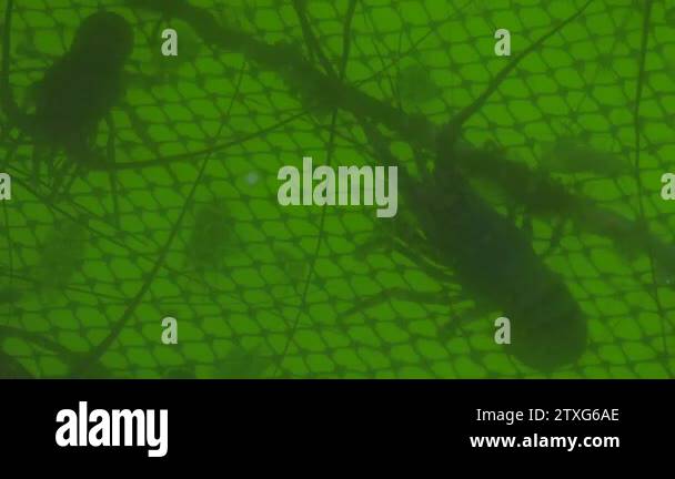 Spiny lobster swimming in water on fishing farm. Breeding and ...