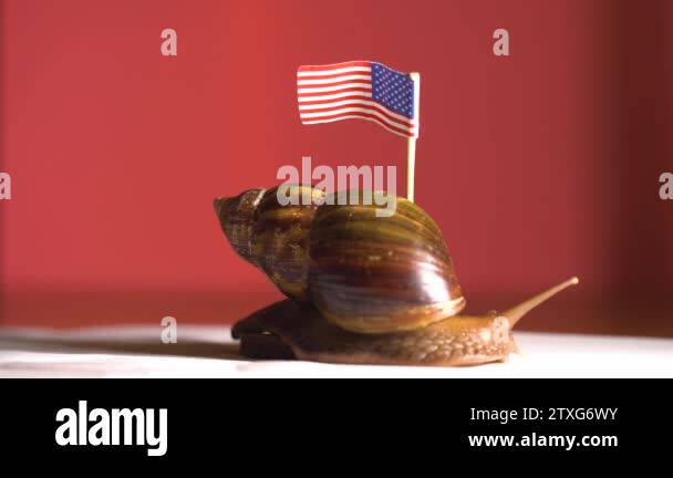 Snail usa slime Stock Videos & Footage - HD and 4K Video Clips - Alamy