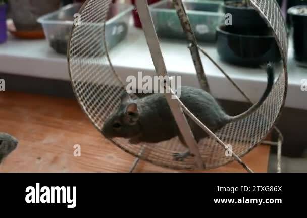 close-up footage of adorable gerbil (desert rat Stock Video Footage - Alamy