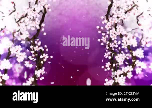 Cherry tree in full bloom. Cherry branch. Sakura flowers pink. Cherry blossom purple background ...