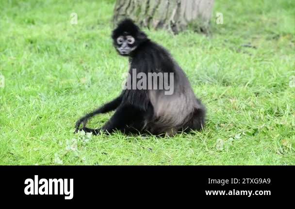 Monkey cleaning Stock Videos & Footage - HD and 4K Video Clips - Alamy