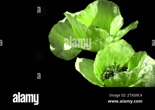 Dark background contrast Stock Videos & Footage - HD and 4K Video Clips ...