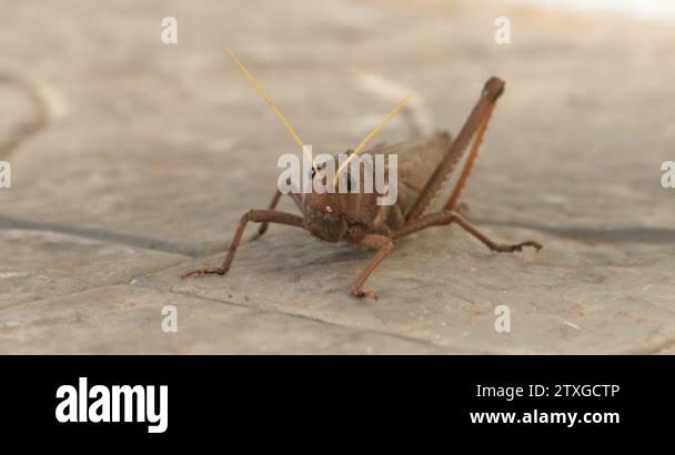 Locust antenna Stock Videos & Footage - HD and 4K Video Clips - Alamy