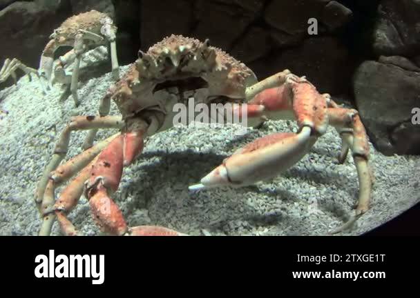 Japanese spider crab lifting its claw to its face Stock Video Footage ...