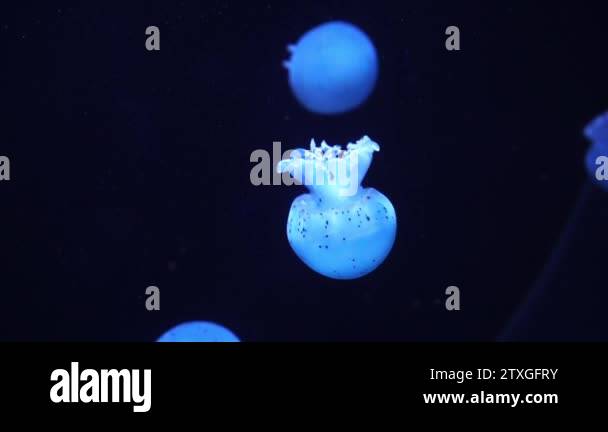 Neon Blue Cyan Jellyfish Illuminated With Color Light Underwater. Jelly ...