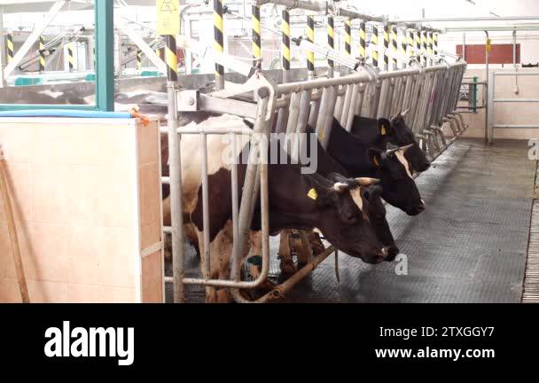 Milking cows on a modern farm, cows stand in stalls before milking, the ...