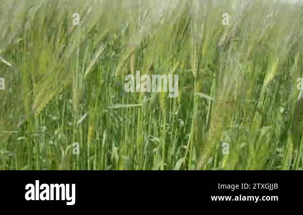 Closer look green barley plant Stock Videos & Footage - HD and 4K Video ...