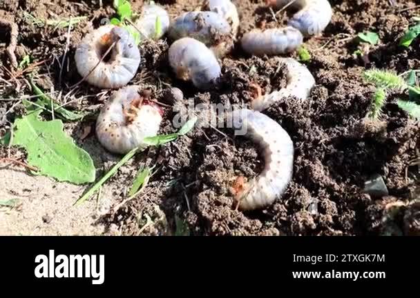 large larvae of garden pest beetles on the surface of the lawn soil Stock Video Footage - Alamy