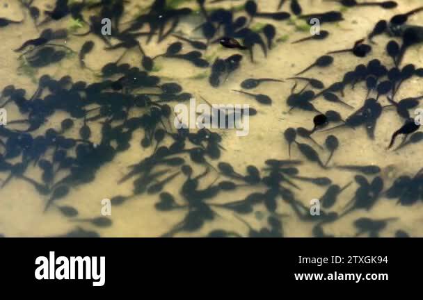 Group of young tadpoles Stock Videos & Footage - HD and 4K Video Clips ...