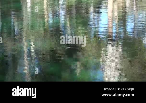 Tree trees reflecting reflections lake water Stock Videos & Footage ...