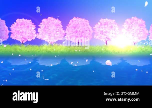 Full bloom of cherry blossom near the lake. Traditional sakura scenery ...