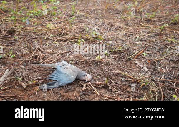 Hunter kill Stock Videos & Footage - HD and 4K Video Clips - Alamy