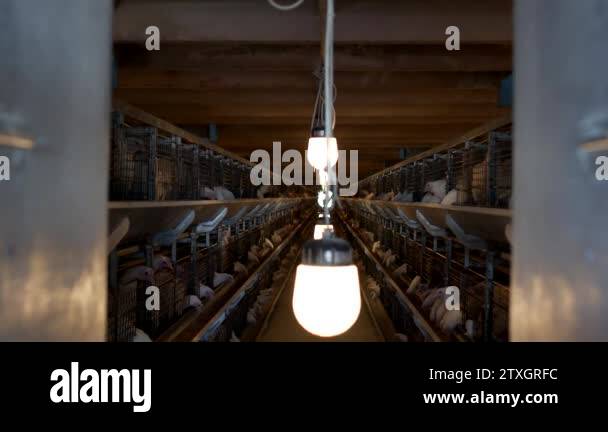 Poultry farm for broiler chickens breeding, young chickens sit in open ...