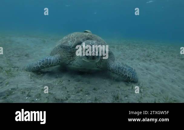 Woman and little boy in mask, snorkel and fins swim and look at on ...