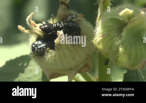 Insects pests Oxythyrea Funesta beetles and ants sitting in wildflower ...