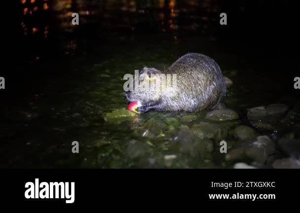 Nutria And Apple. Funny ugly nutria, Myocastor coypus, big rodent ...