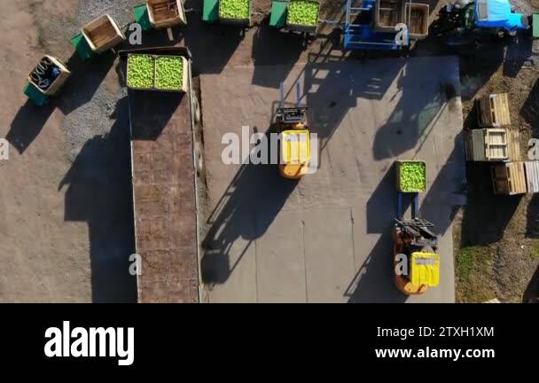 harvest of apples, small loaders, forklift trucks, machines load a big ...