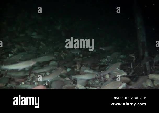 Trout fish glows underwater in stream of water of Lena River in Russia ...