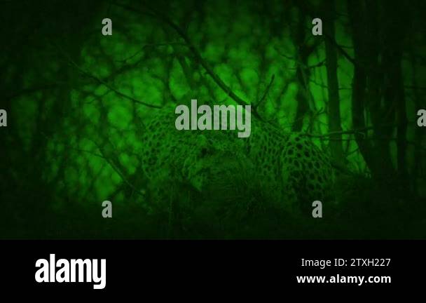 Cheetah crouching and watching prey Stock Videos & Footage - HD and 4K ...