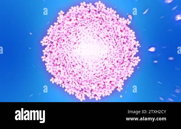 Sakura flowers. Japanese cherry blossoms in full bloom. Beautiful ...