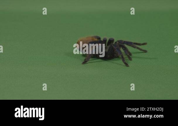 Exotic spider species Stock Videos & Footage - HD and 4K Video Clips ...