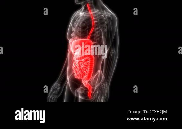 Human internal organs illustration Stock Videos & Footage - HD and 4K ...