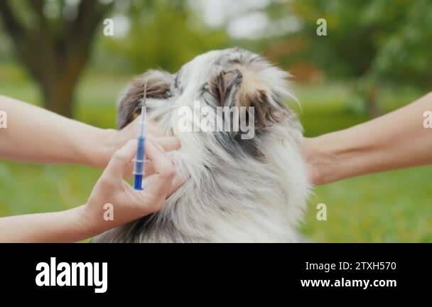 Microchip dog needle Stock Videos & Footage - HD and 4K Video Clips - Alamy
