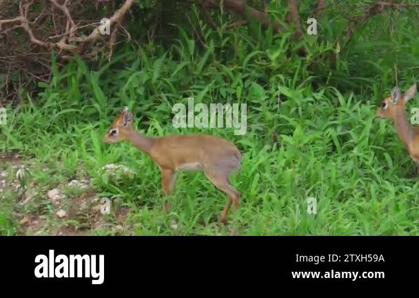 Serengeti dik dik Stock Videos & Footage - HD and 4K Video Clips - Alamy