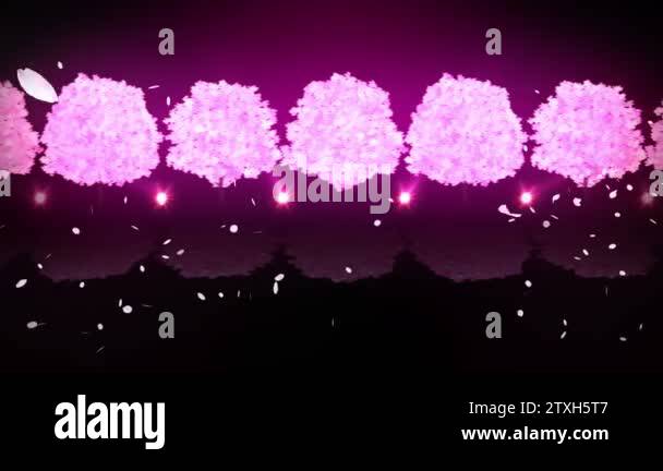 Full bloom of cherry blossom near the lake at night. Traditional night ...