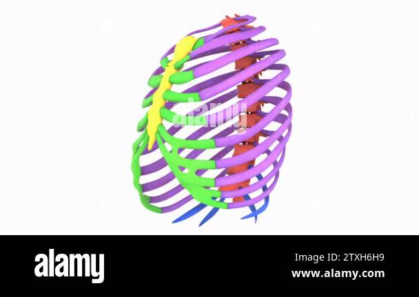Illustration human rib cage Stock Videos & Footage - HD and 4K Video ...
