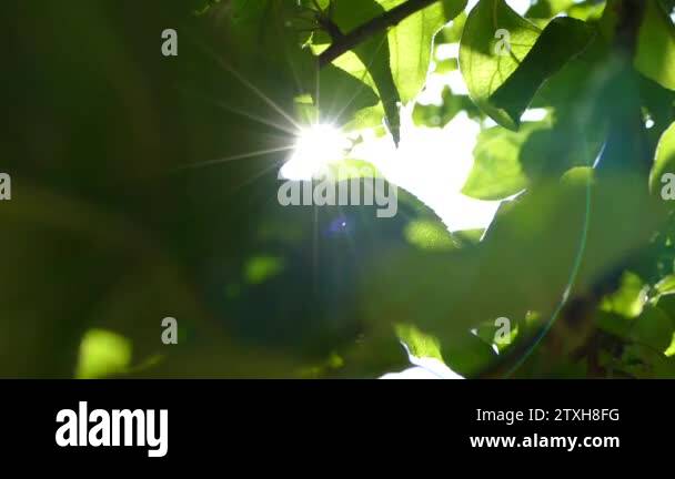 The rays of the sun make their way through the green leaves of the ...