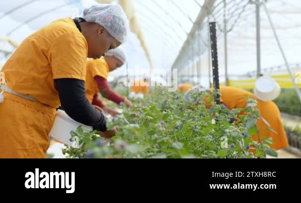 Side view of female workers picking blueberries in blueberry farm ...