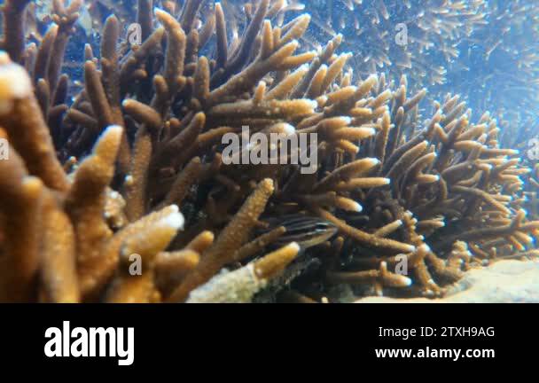 Coral reef emerges from the water at a reduced water level.during low ...